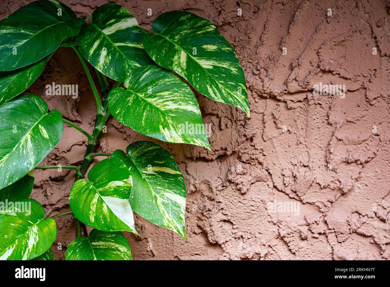 Muddy plant hi-res stock photography and images - Alamy