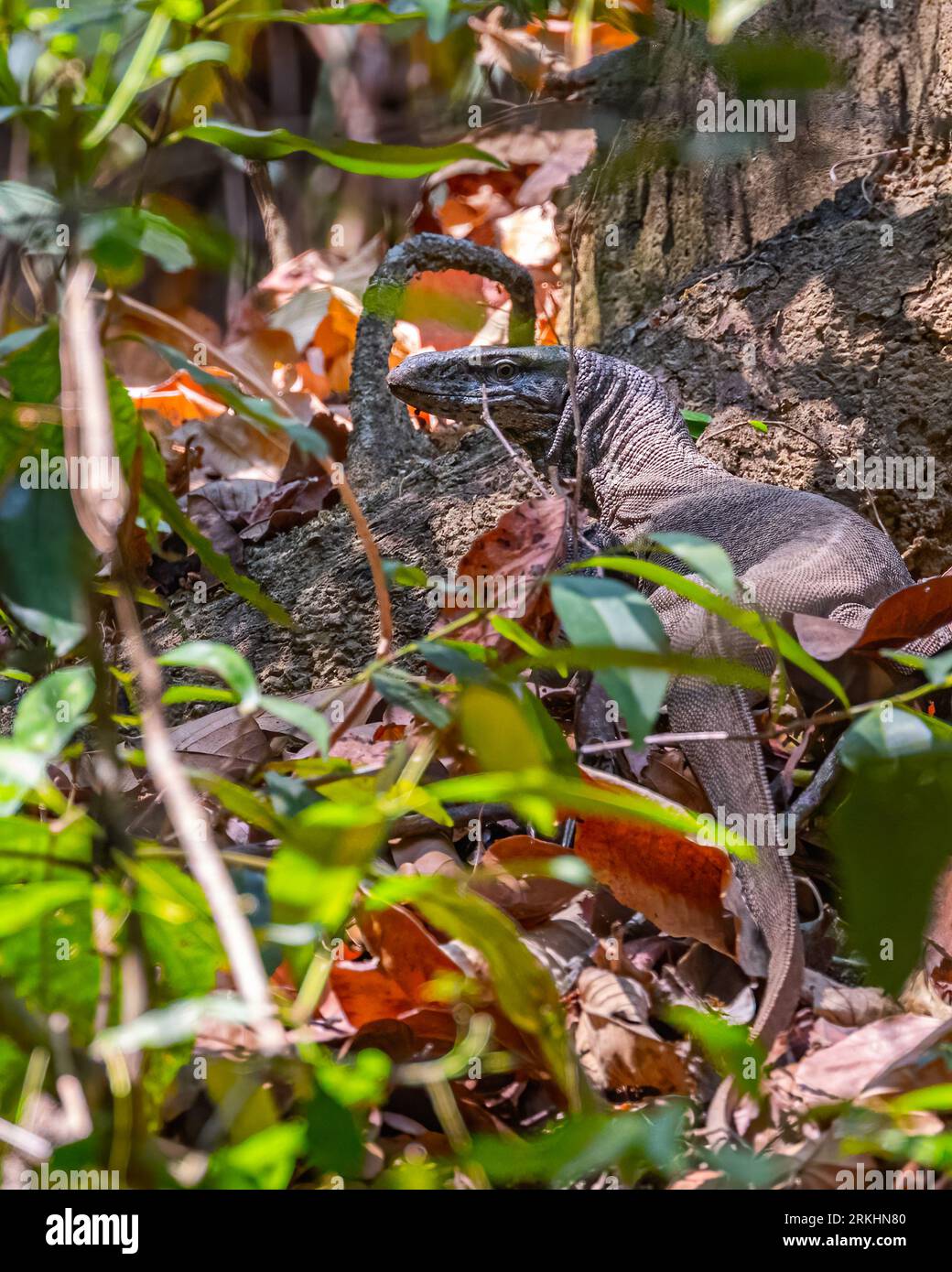 A vertical closeup of a Bengal monitor (Varanus bengalensis) crawling ...