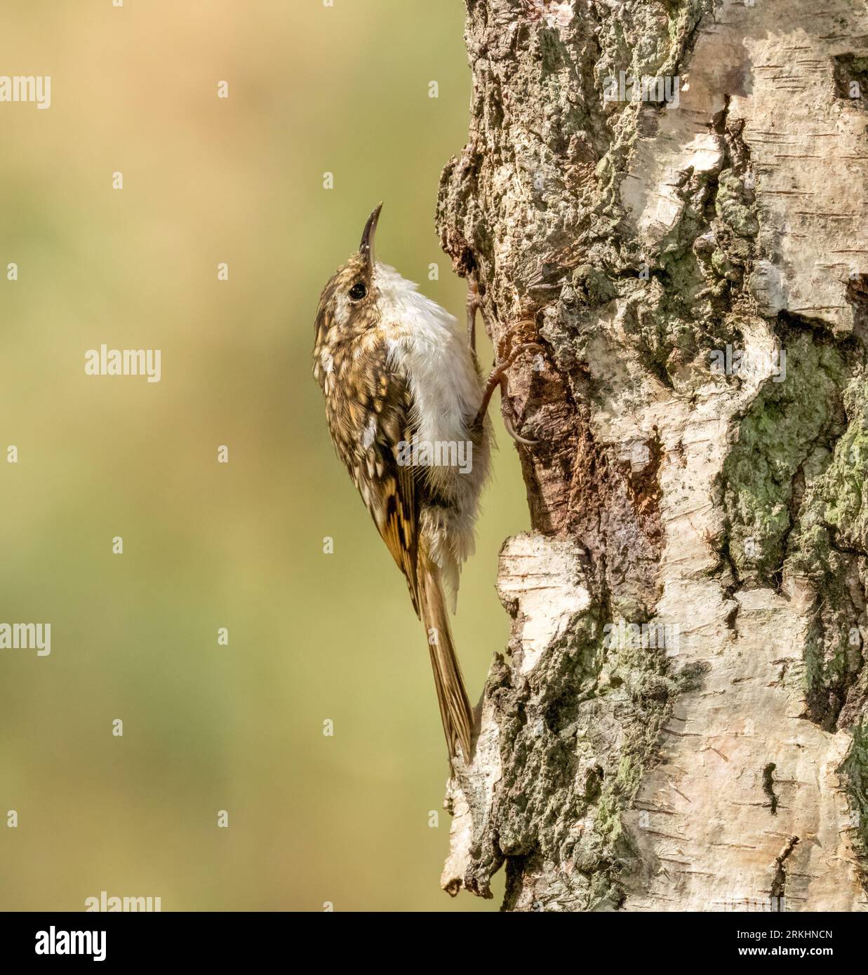 Small brown bird, the tree creeper, on the side of a tree trunk in the ...