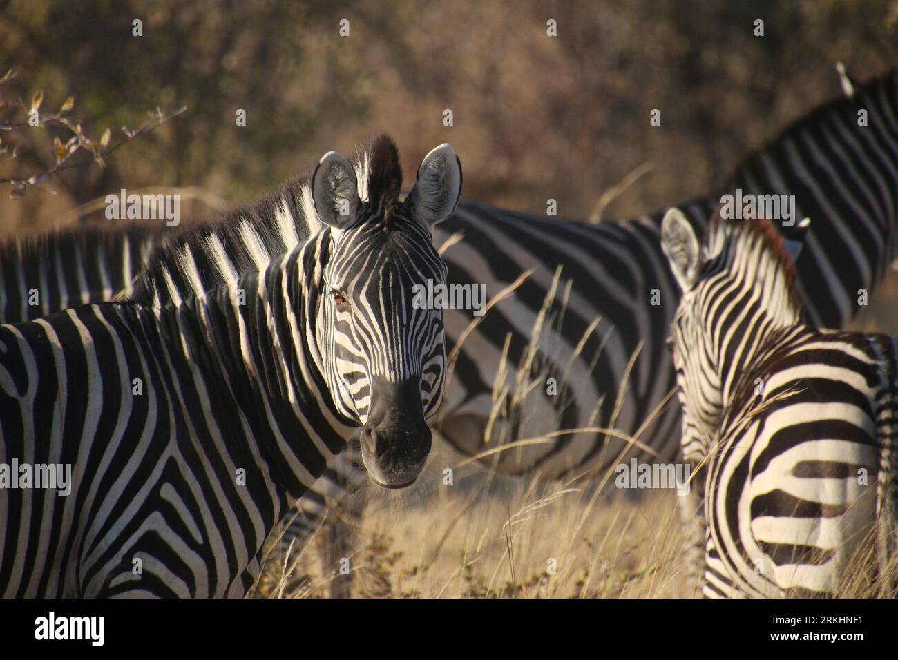 Three zebras in a natural setting grazing on the grass-covered ground ...