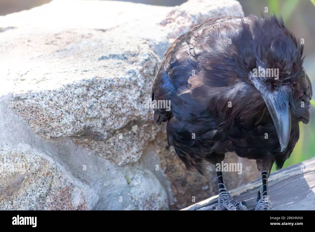 A solitary crow perched atop a metal railing near a rocky shoreline ...