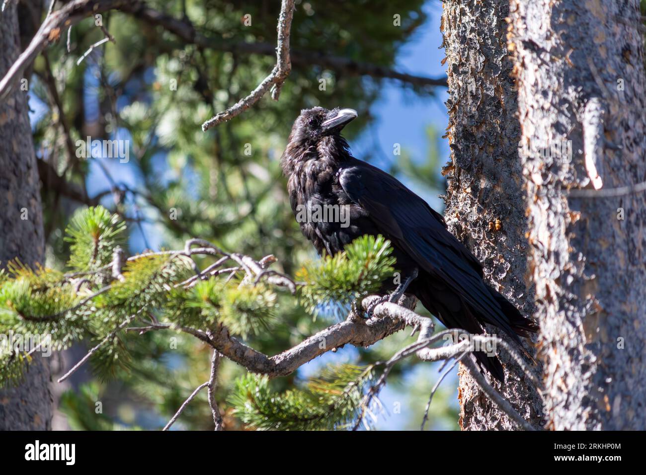A raven avian perched atop a tall tree, its feathers standing out ...