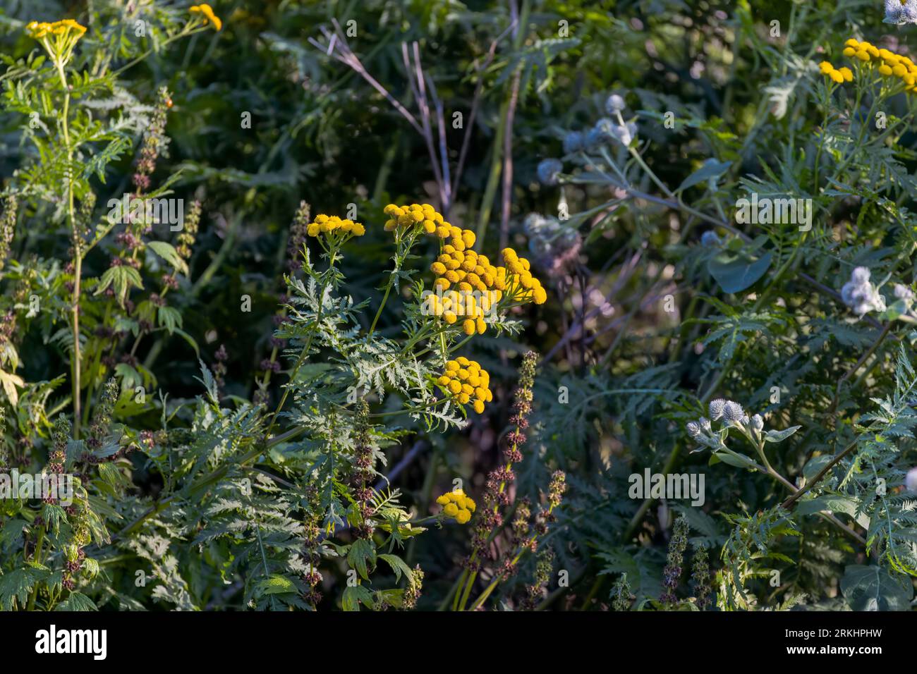 ansy (Tanacetum vulgare),known as Common Names: Tansy, Golden Buttons ...