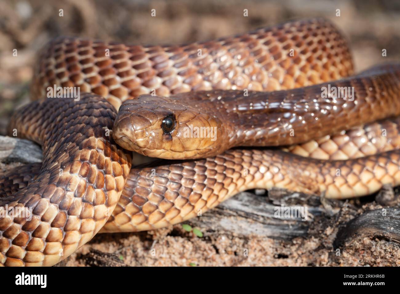 A close-up shot of a Cape Cobra a dangerously venomous snake species ...