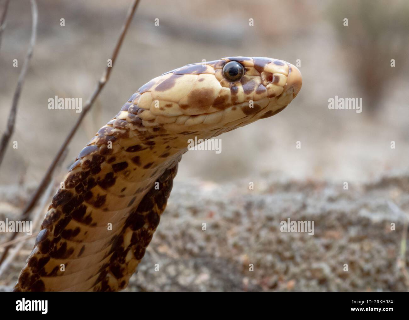 A close-up shot of a Cape Cobra a dangerously venomous snake species ...