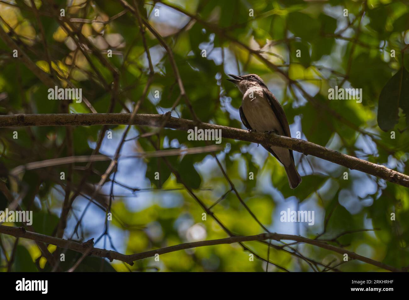 A small bird is perched on a slender tree branch in a lush treetop ...