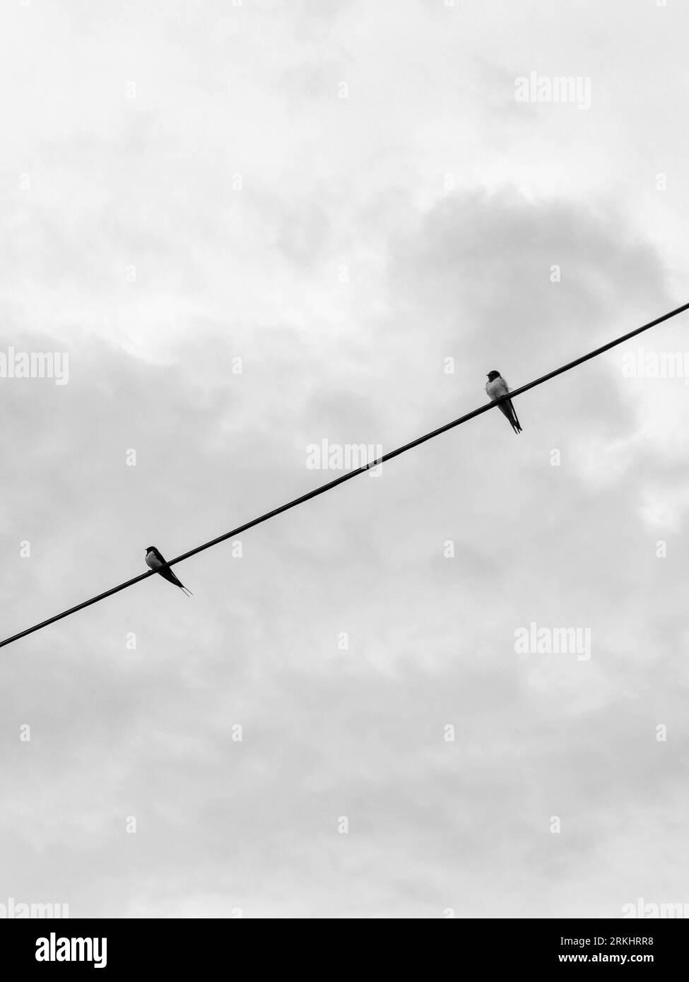 Powerline birds Black and White Stock Photos & Images - Alamy
