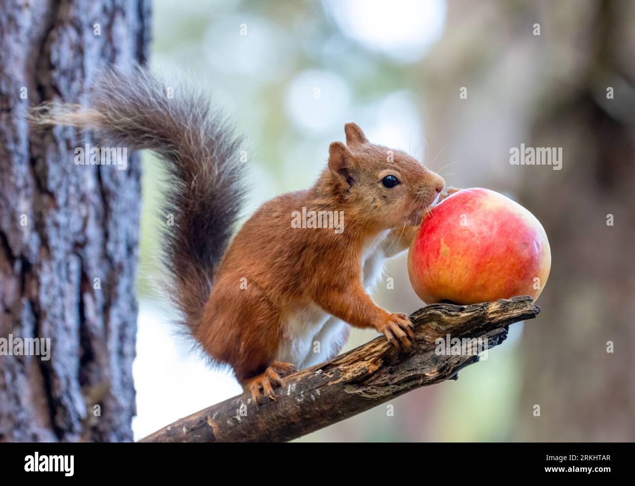 Cute little scottish red squirrel eating a juicy red apple on a branch ...
