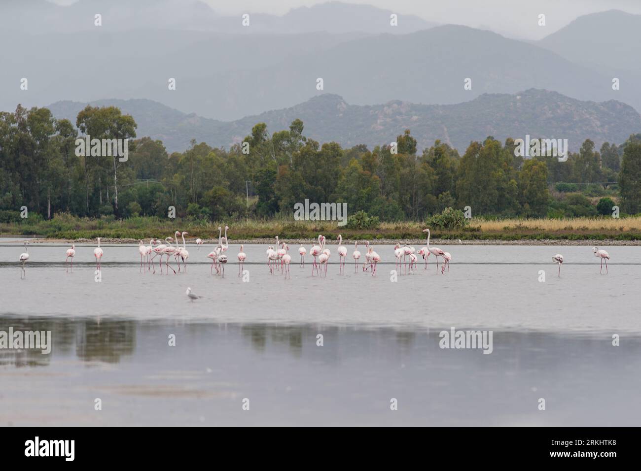 Flamingos on the lake hi-res stock photography and images - Alamy