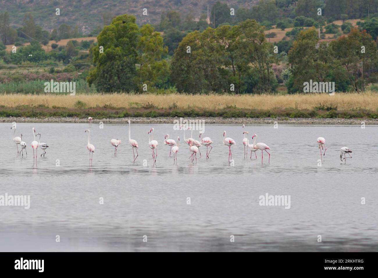 Flamingos on the lake hi-res stock photography and images - Alamy