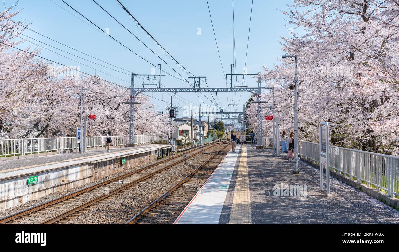 Kyoto blossom train hi-res stock photography and images - Alamy