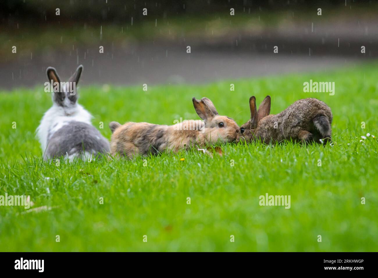 The three rabbits lounging in a lush green grassy yard on a rainy day ...