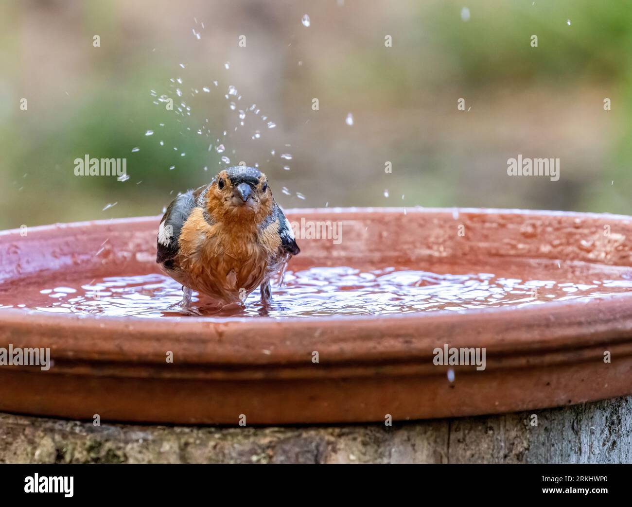 Male bird bathing hi-res stock photography and images - Alamy