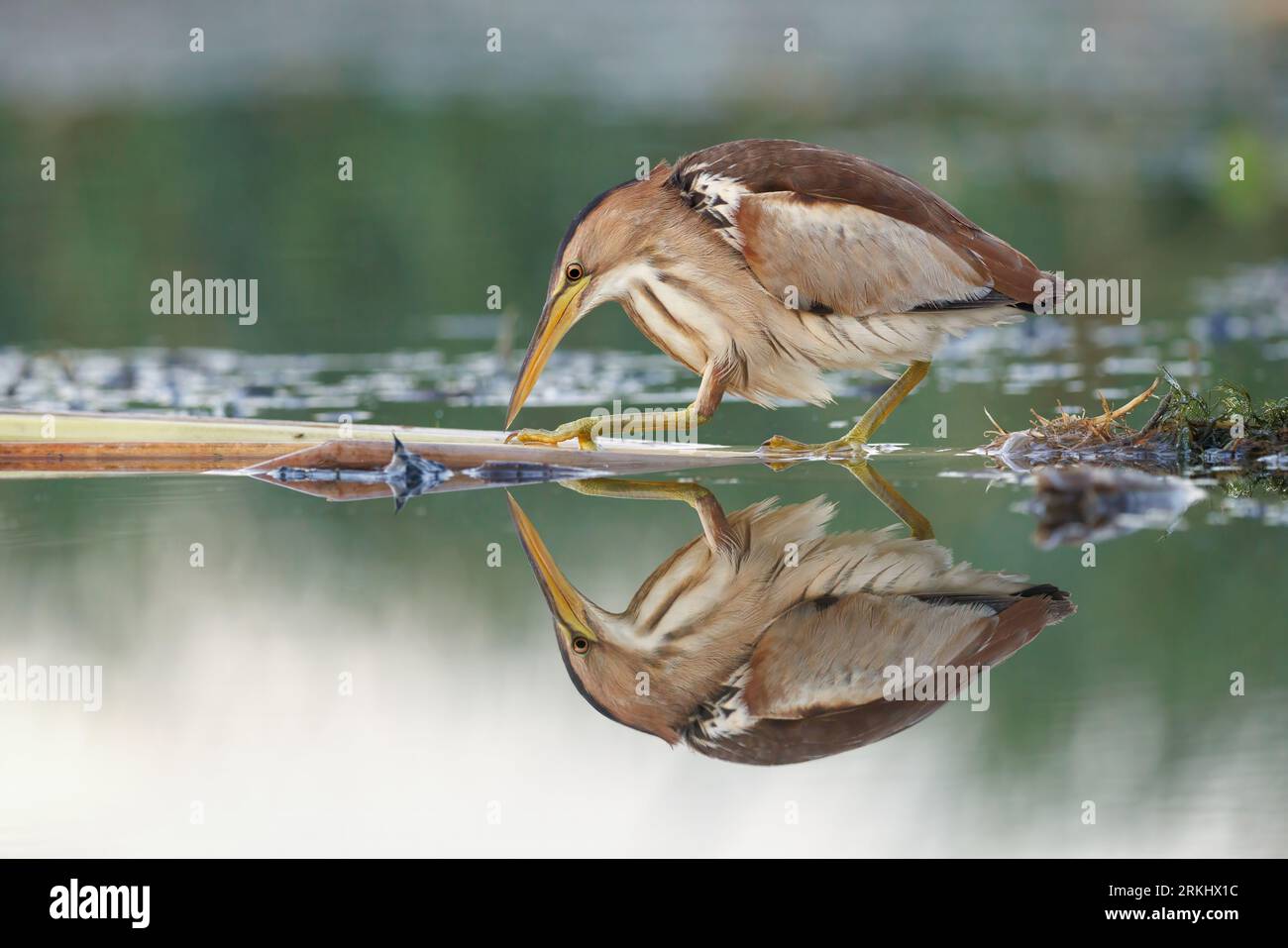 A little bittern standing in shallow water, its reflection mirrored in ...