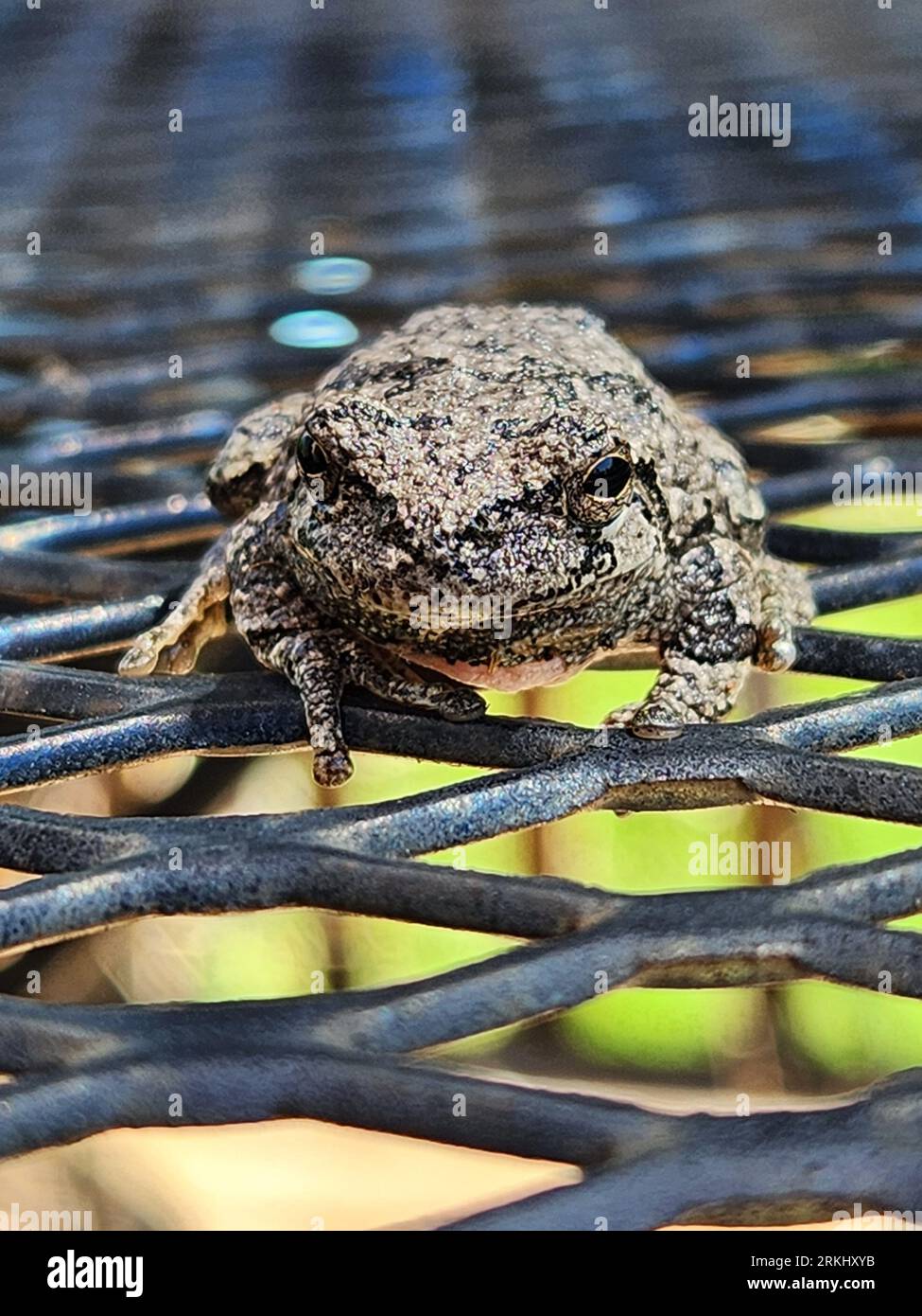 A toad perched atop a metal grate, surrounded by a vibrant, blurred ...