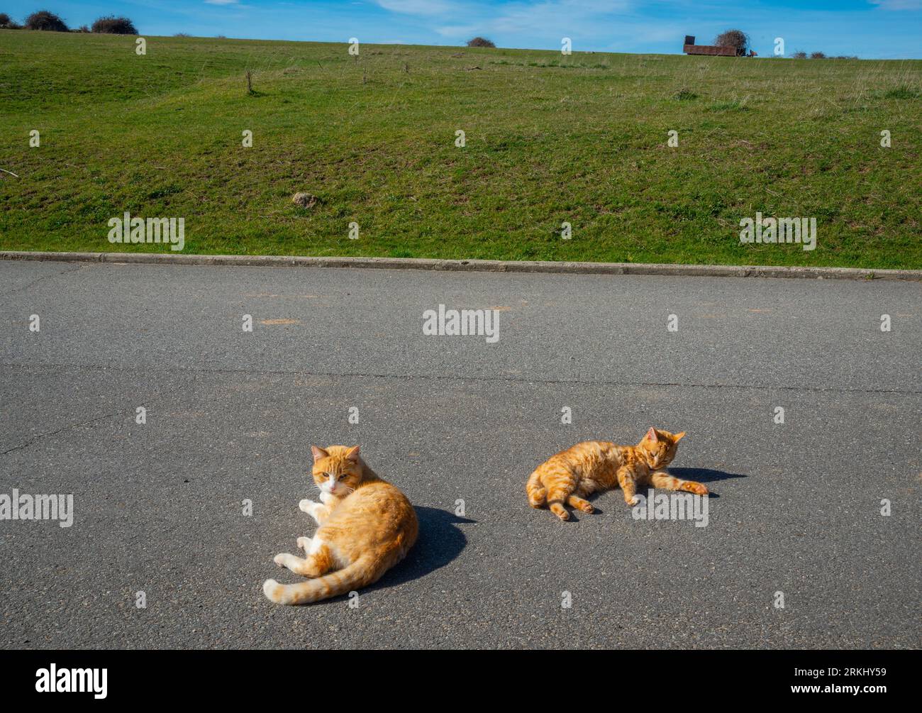 Two cats sunbathing Stock Photo - Alamy