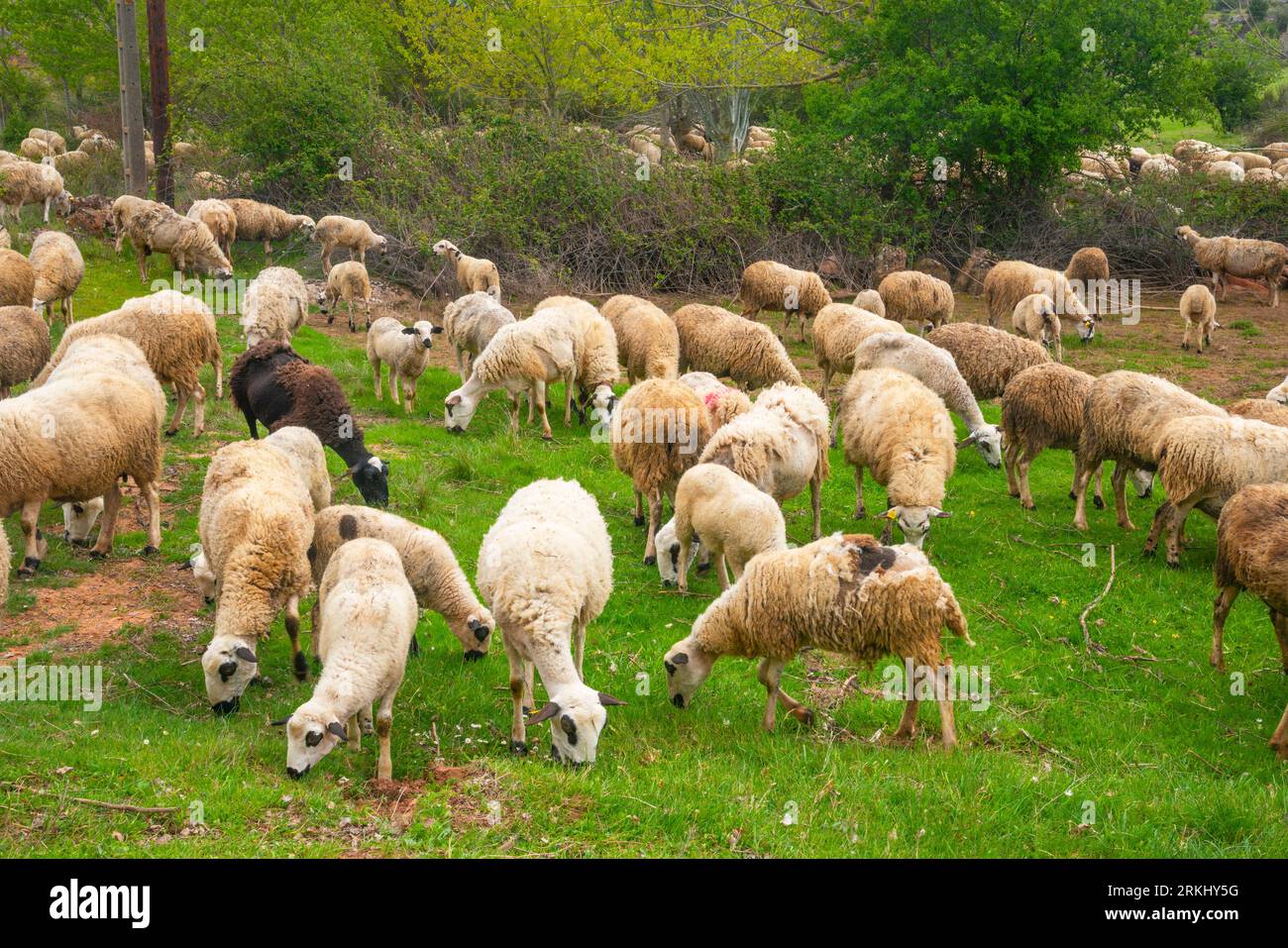 Flock of sheep Stock Photo - Alamy
