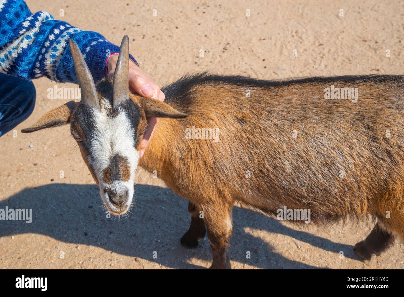 Hand stroking a goat Stock Photo - Alamy