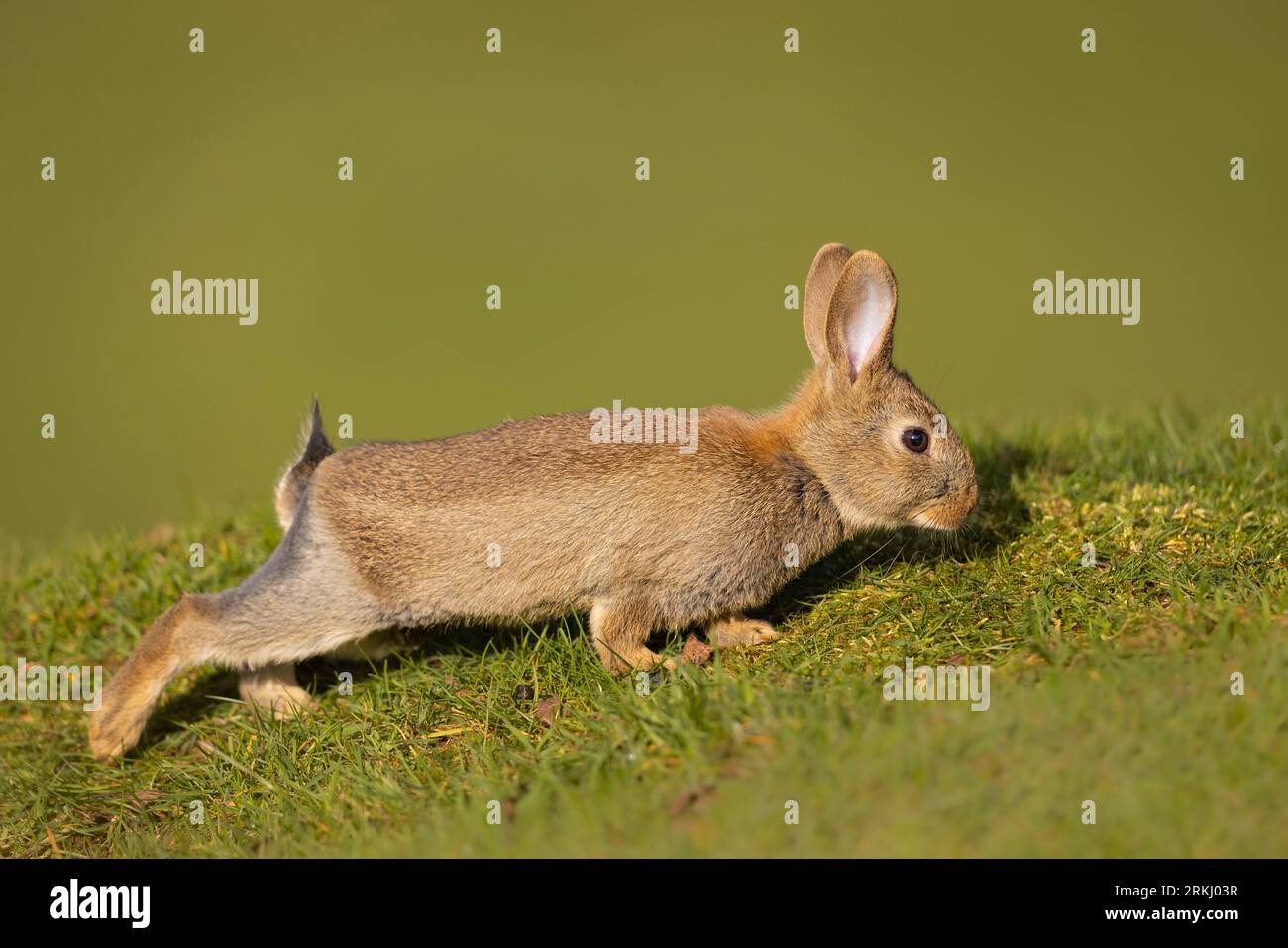 A brown bunny running through a lush green field Stock Photo - Alamy