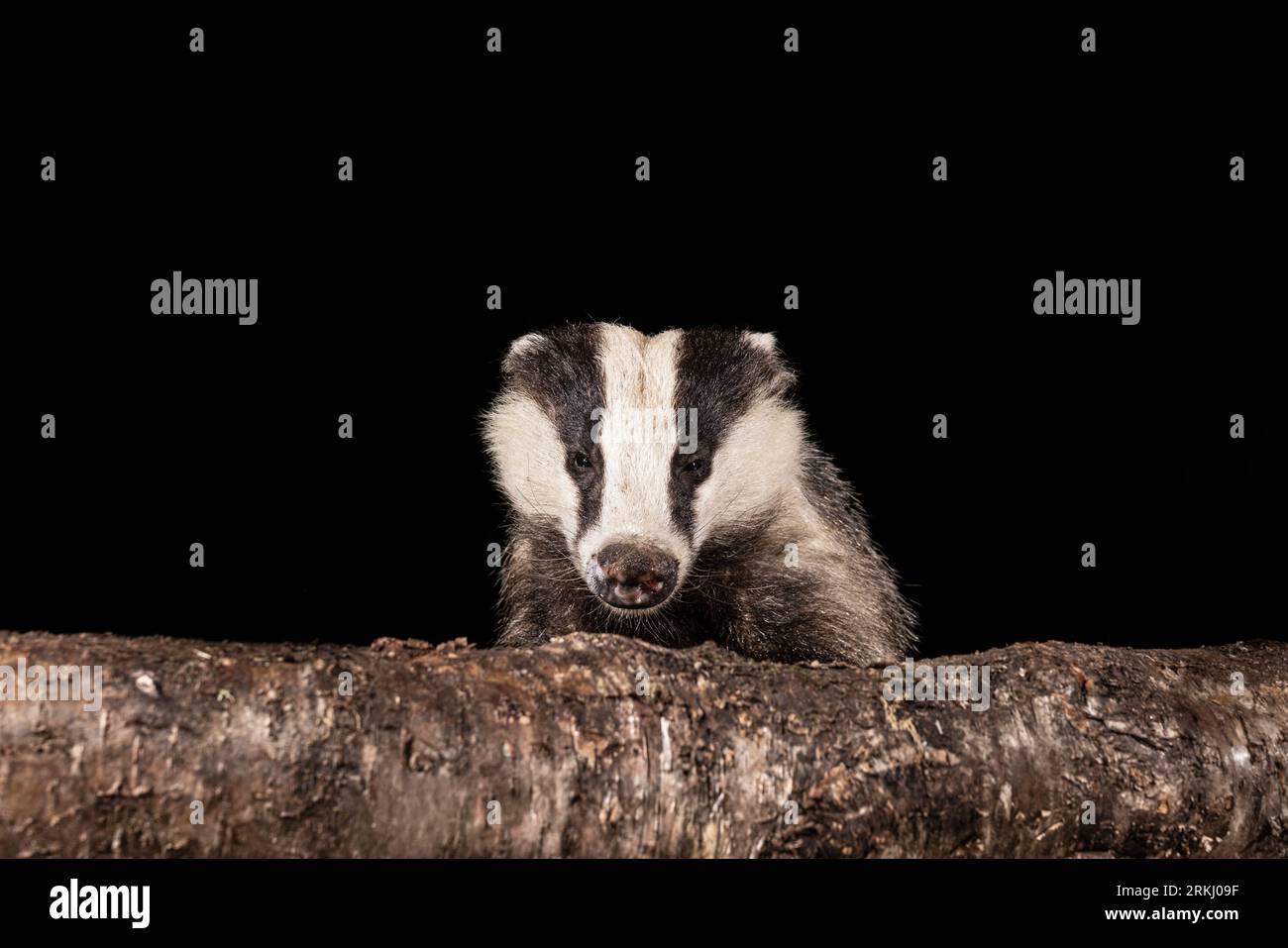 Badger close up hi-res stock photography and images - Alamy