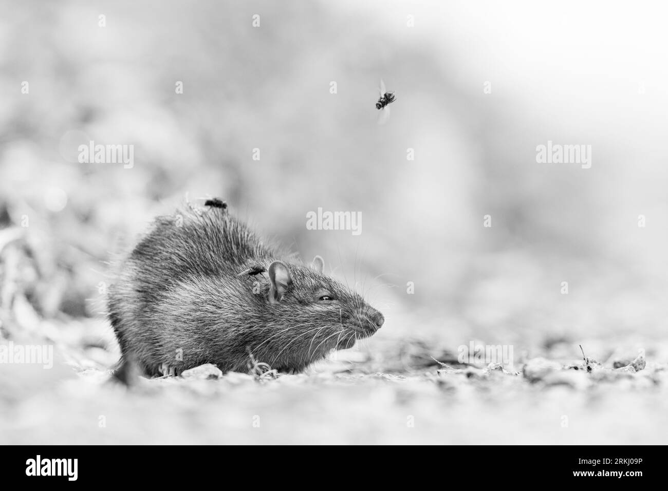 Ground rat Black and White Stock Photos & Images - Alamy