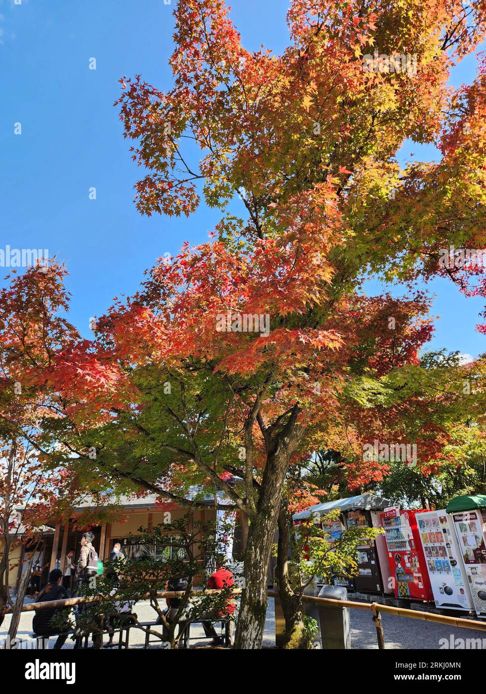 A vertical of beautiful fall trees in Kyoto temple gardens in Japan ...