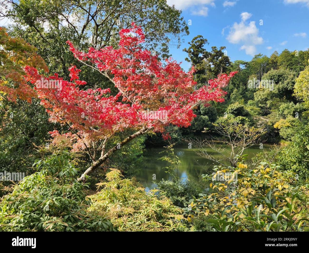 The beautiful fall trees in a park in Kyoto, Japan Stock Photo - Alamy