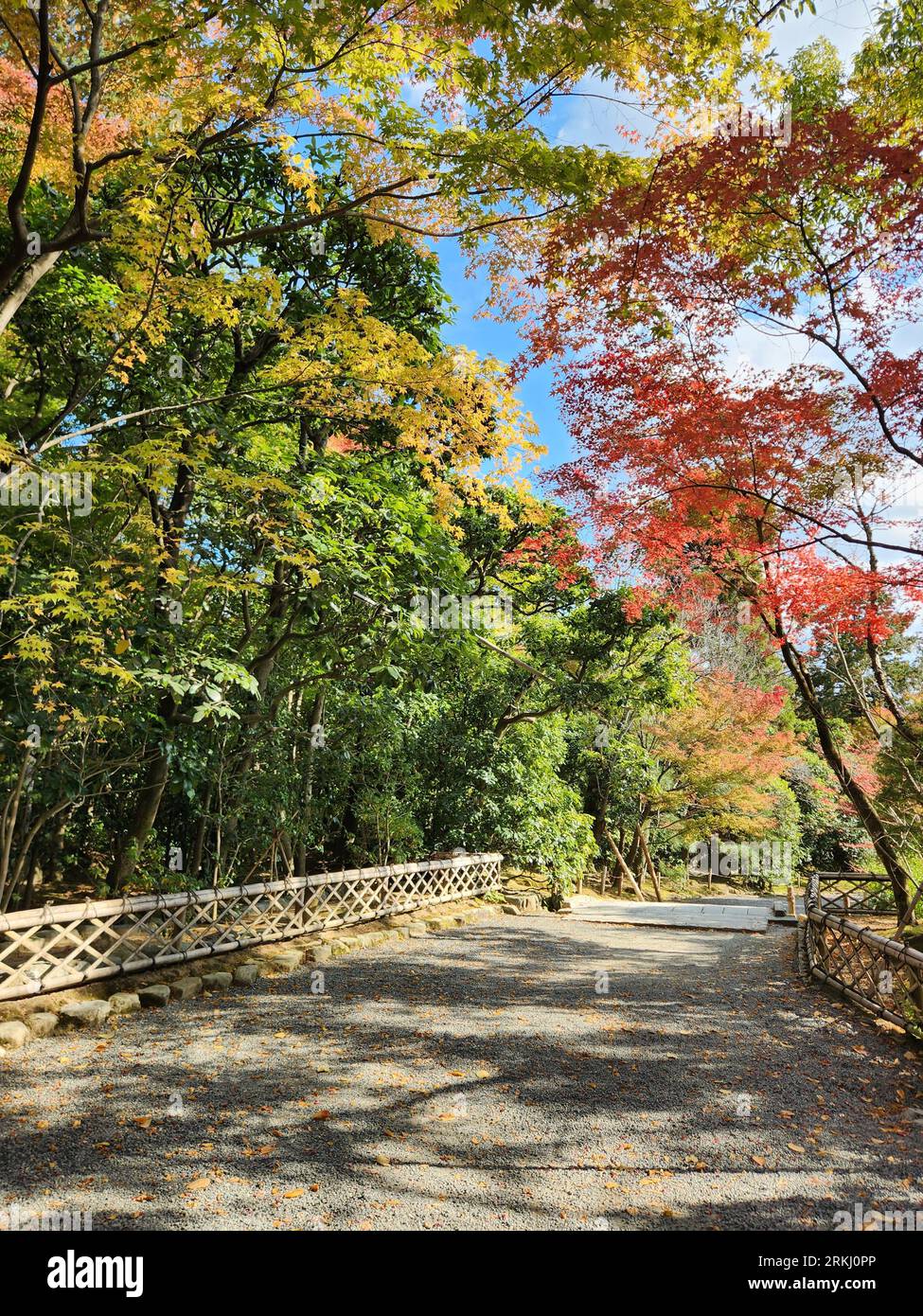 A vertical of a pathway lined with beautiful fall trees in a park in ...