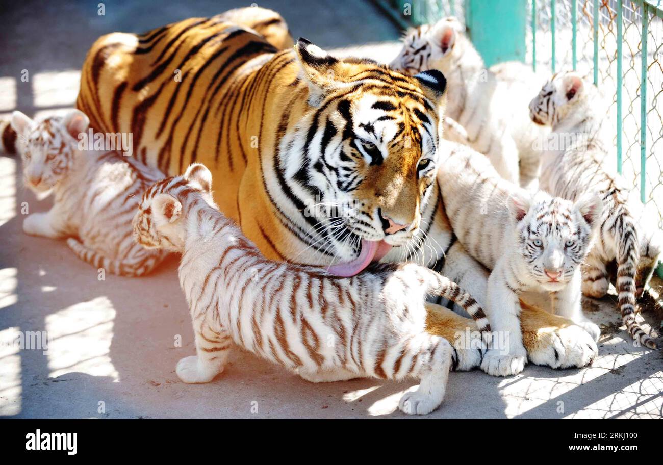 Bildnummer: 55936817 Datum: 09.09.2011 Copyright: imago/Xinhua (110912 ...