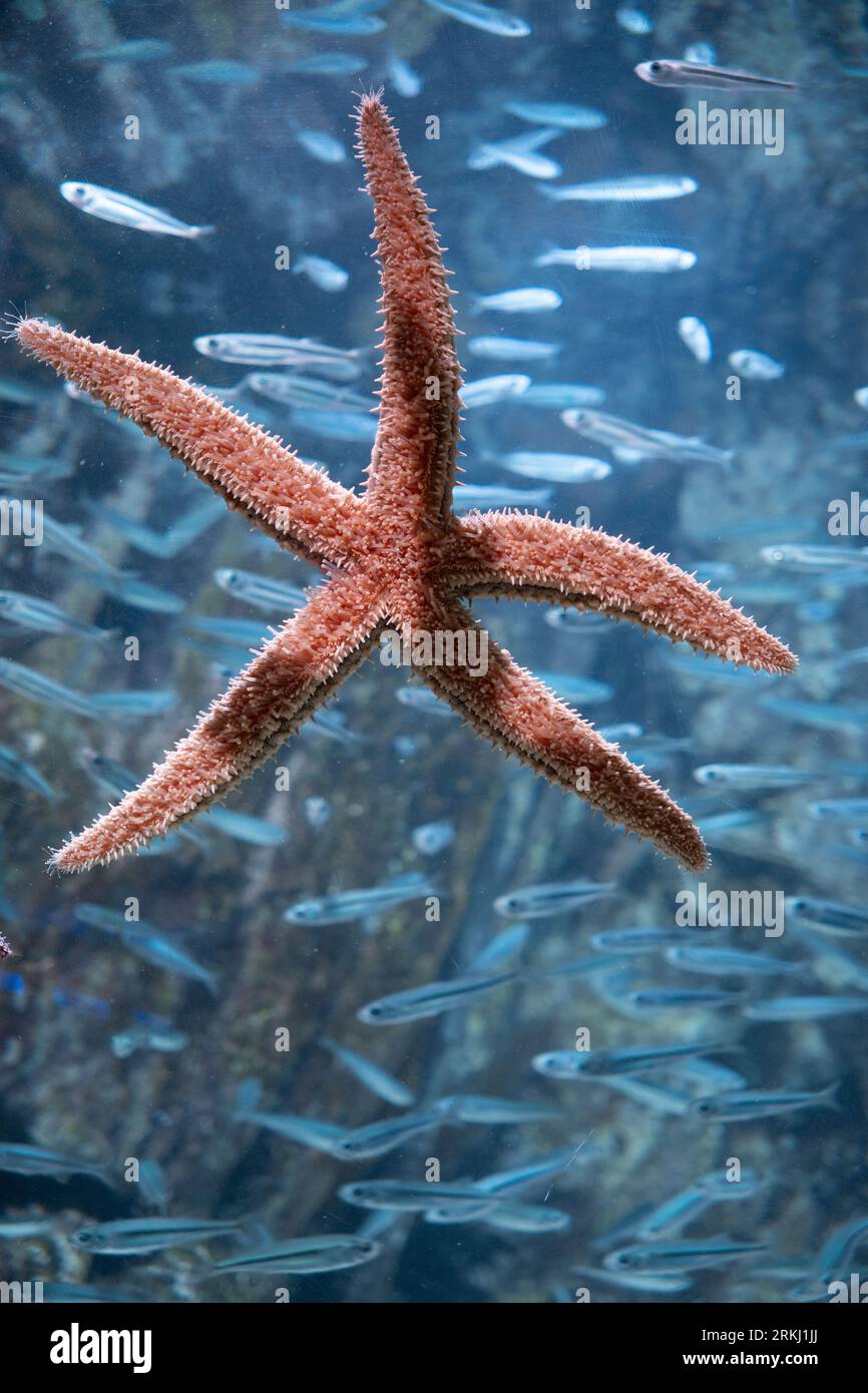 An underwater shot of two starfish facing each other with their large ...