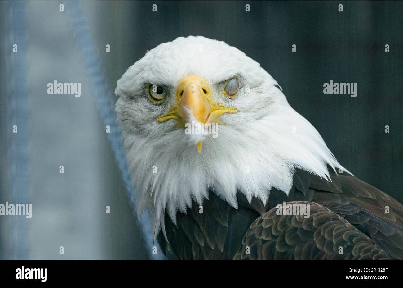 Right side camera hi-res stock photography and images - Alamy