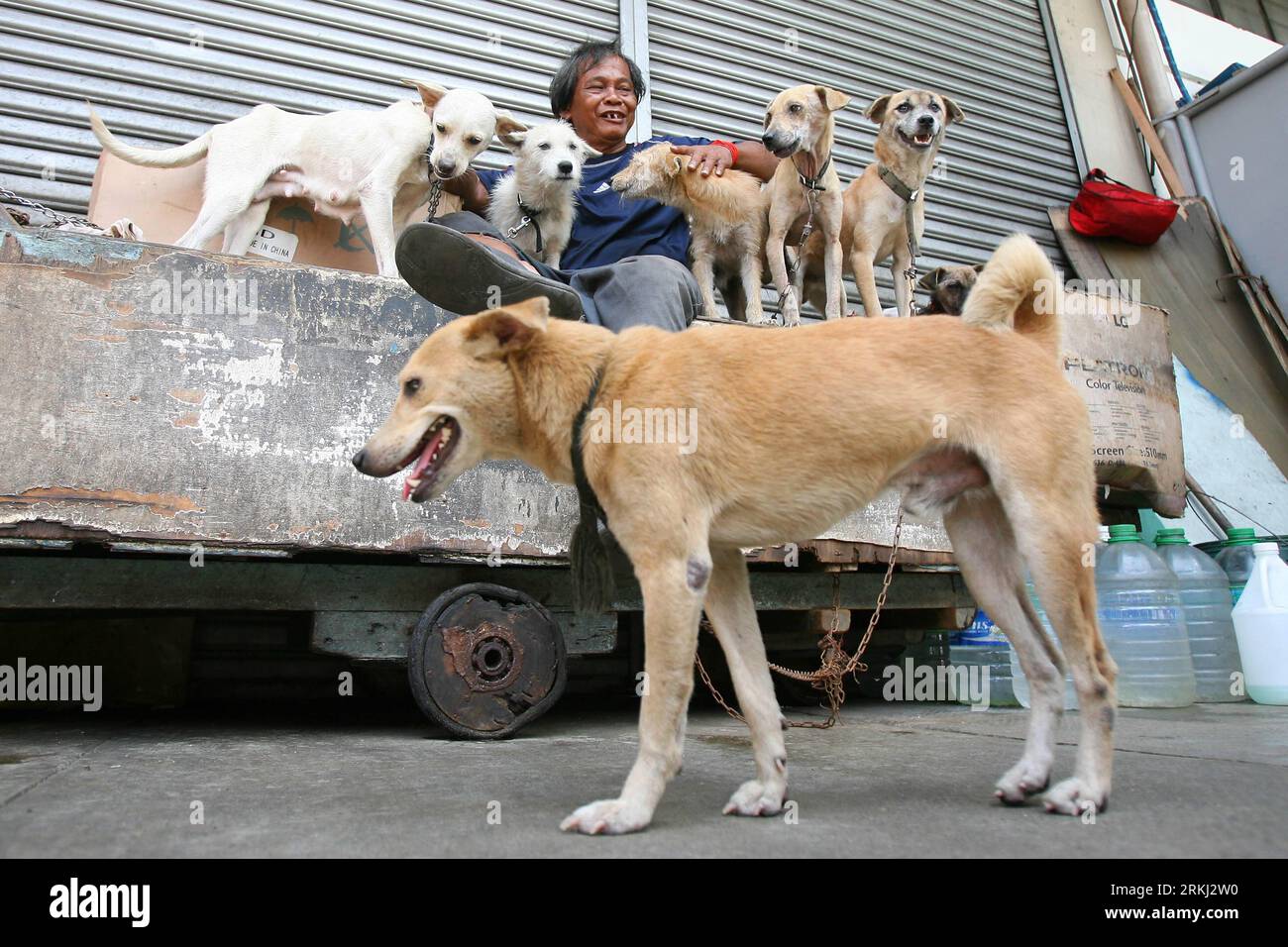 Stray dogs philippines hi-res stock photography and images - Alamy