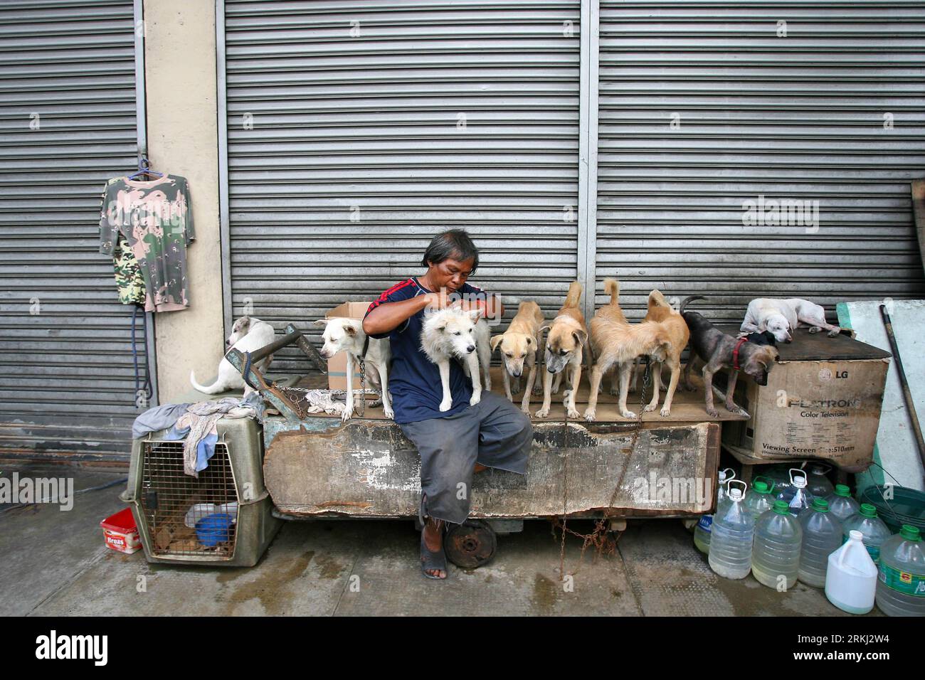 Stray dogs philippines hi-res stock photography and images - Alamy