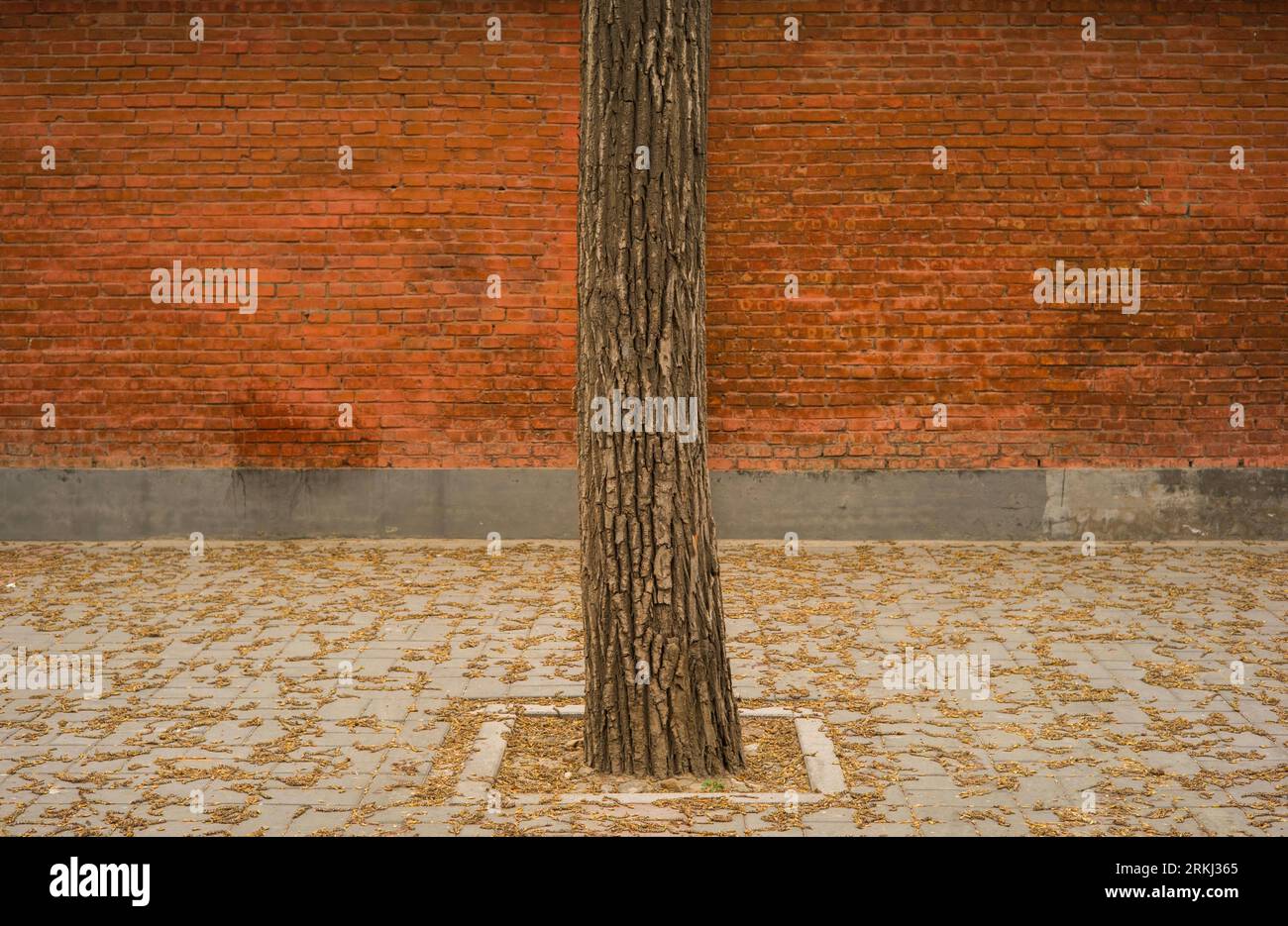 Tall tree in the middle of a city hi-res stock photography and images ...