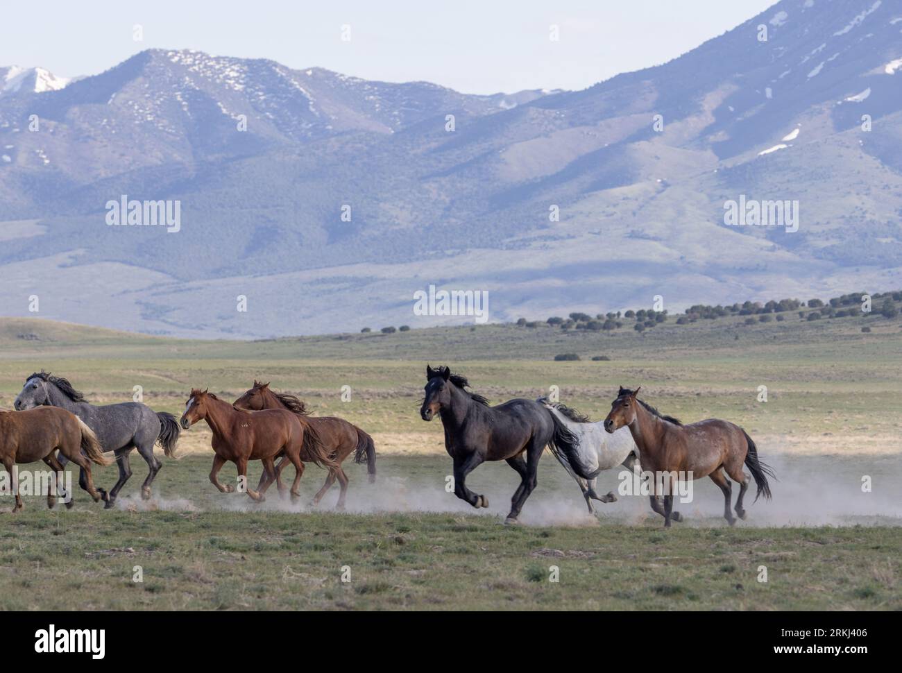 Wild Horses in the Utah Desert in Springtime Stock Photo - Alamy