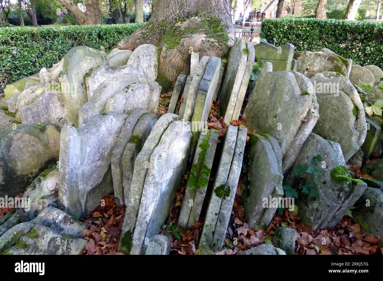 The Hardy Tree in St. Pancras Old Church. An ash tree surrounded by ...
