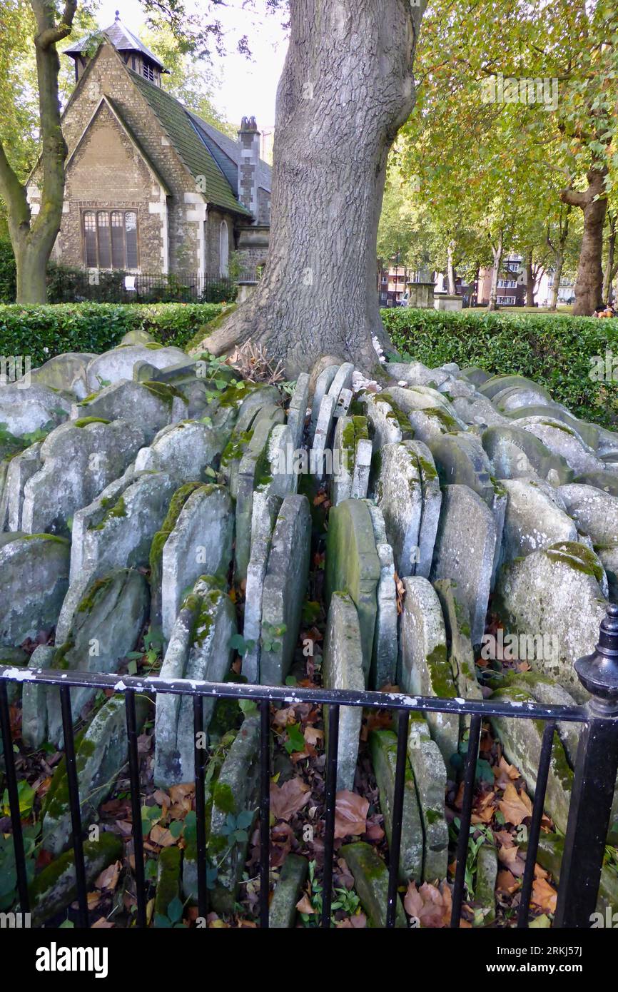 The Hardy Tree in St. Pancras Old Church. An ash tree surrounded by ...