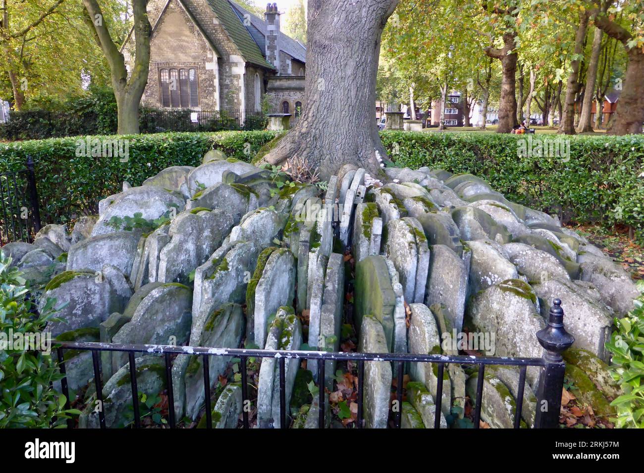 The Hardy Tree in St. Pancras Old Church. An ash tree surrounded by ...