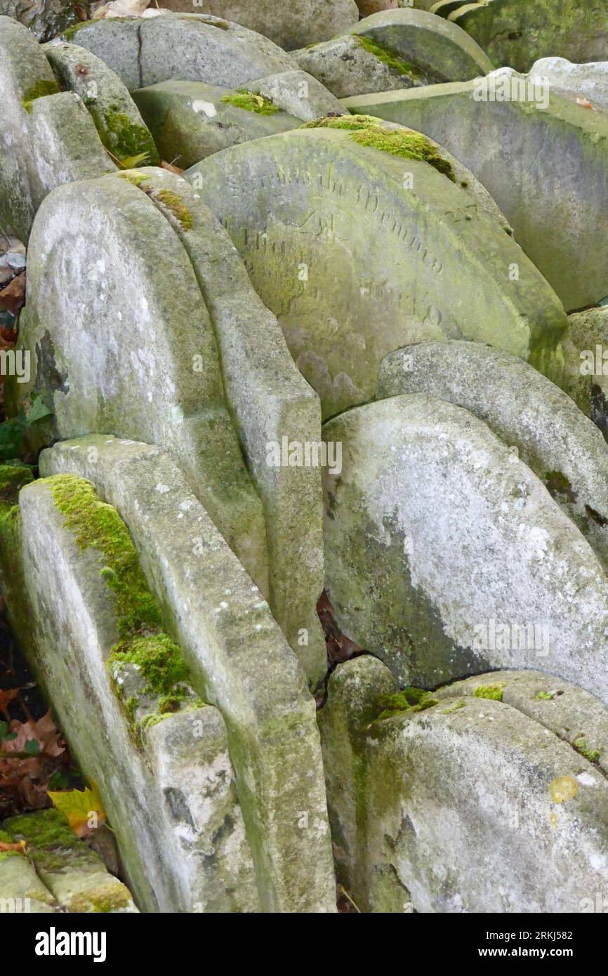 The Hardy Tree in St. Pancras Old Church. An ash tree surrounded by ...