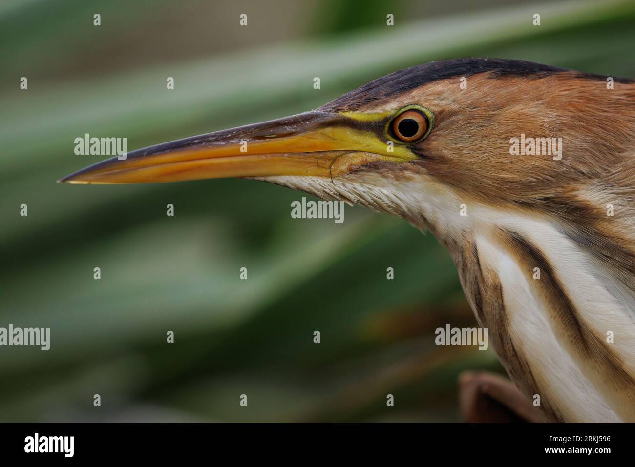 Bitterbird hi-res stock photography and images - Alamy