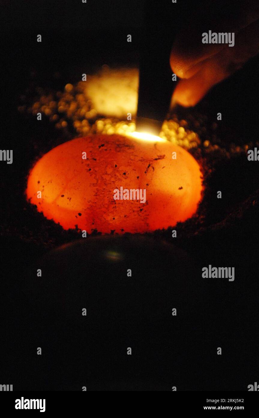 Zoo breeding program hi-res stock photography and images - Alamy