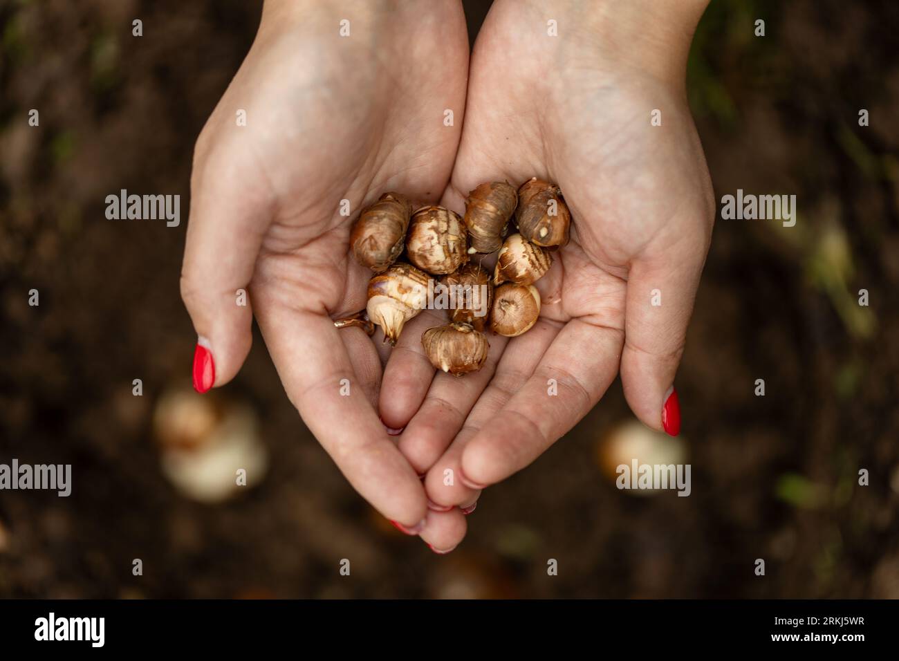 hand sadi in soil-soil flower bulbs. Hand holding a crocus bulb before ...