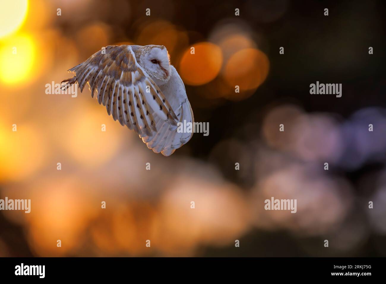 Barn owl silhouette hi-res stock photography and images - Alamy