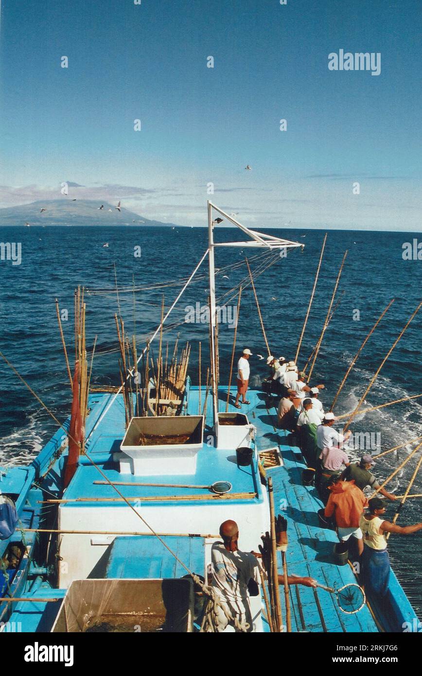 Pole and line tuna fisheries in the Azores islands, Portugal Stock ...