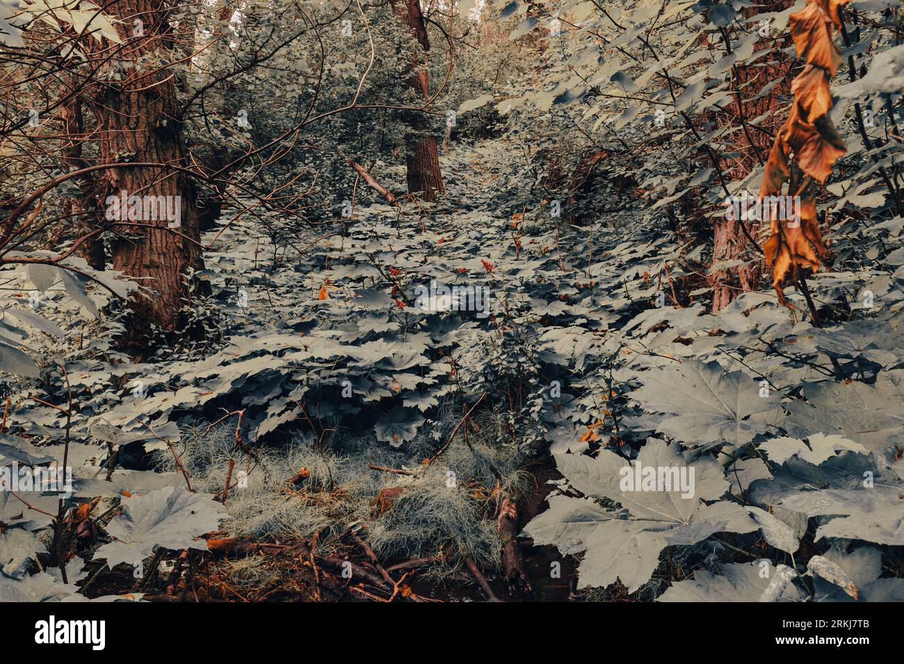A mysterious dark landscape featuring a dense forest of tall trees ...