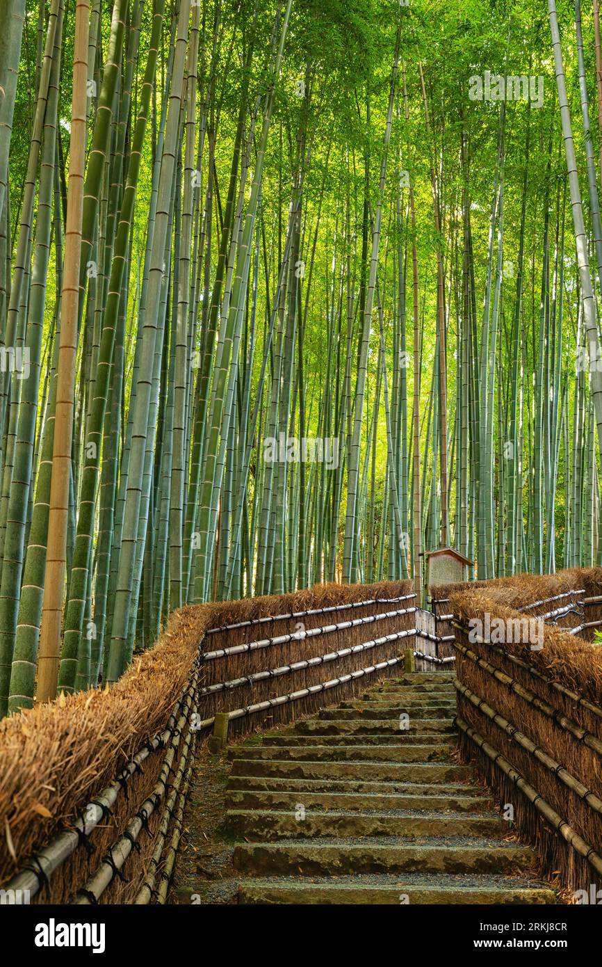 Steps leading up through a bamboo forest in Adashino Nenbutsu-ji temple ...