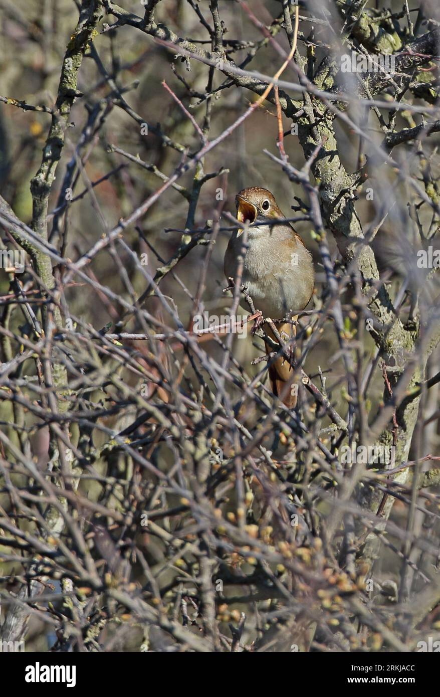 Common Nightingale (Luscinia megarhynchos) adult singing from ...