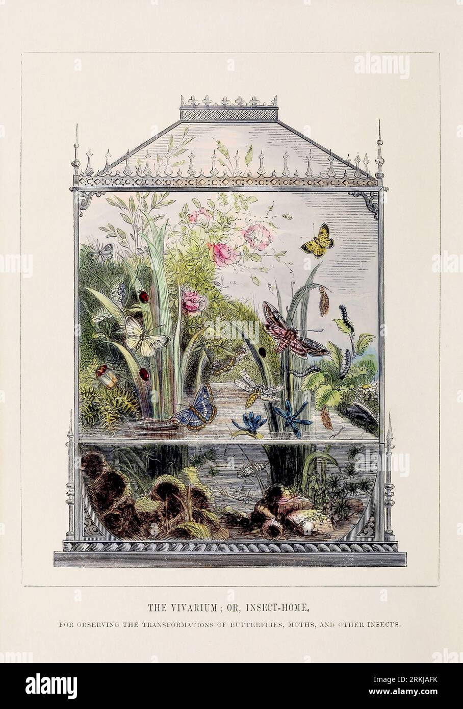 Butterfly Vivarium. Colorful illustration of the curious metamorphoses ...