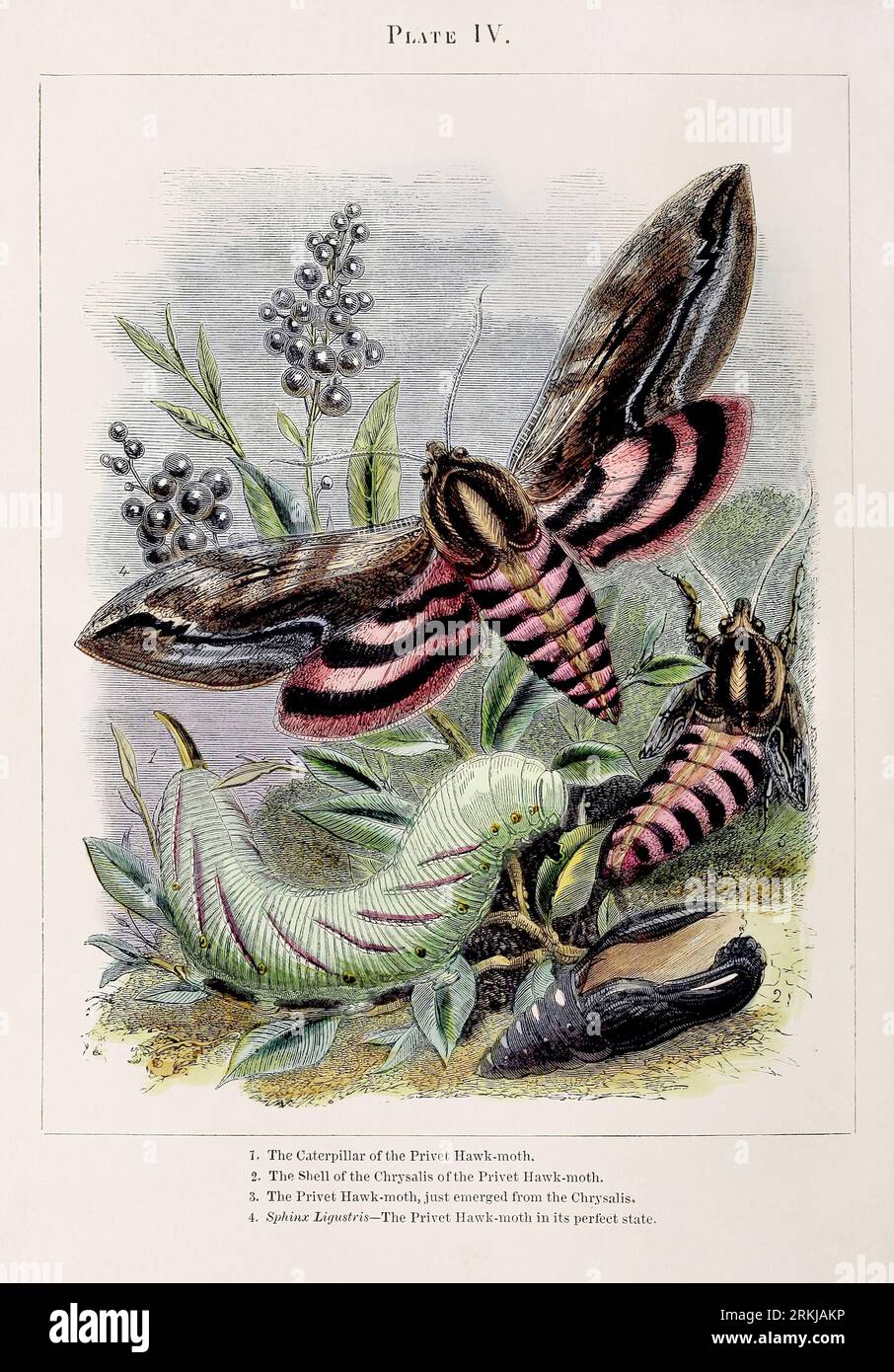 Moths. Colorful illustration of the curious metamorphoses of some of ...