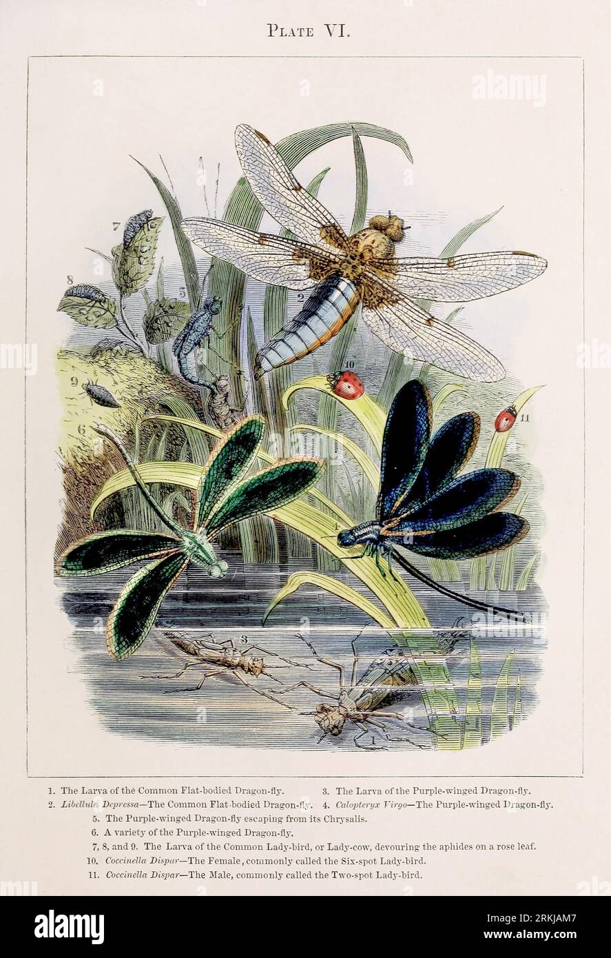 Dragonflies. Colorful illustration of the curious metamorphoses of some ...